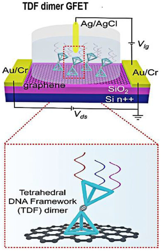 The Application of Graphene Field-Effect Transistor Biosensors in COVID ...