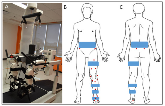 Effect of Robotic-Assisted Gait at Different Levels of Guidance and Body Weight Support on Lower ...