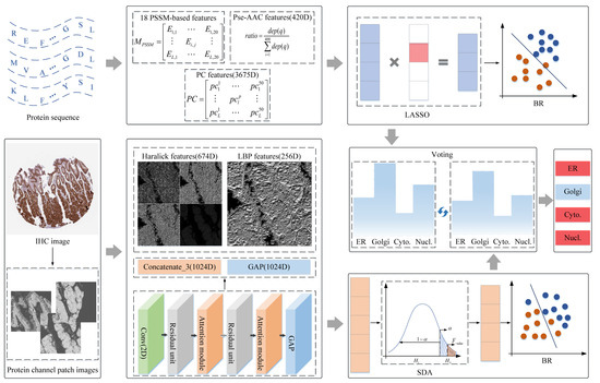 Dual-Signal Feature Spaces Map Protein Subcellular Locations Based on ...
