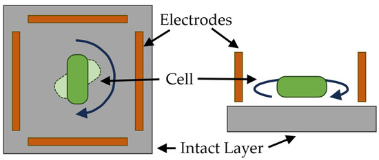 Optical Sensors for Bacterial Detection