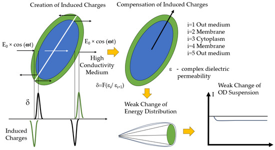 Optical Sensors for Bacterial Detection