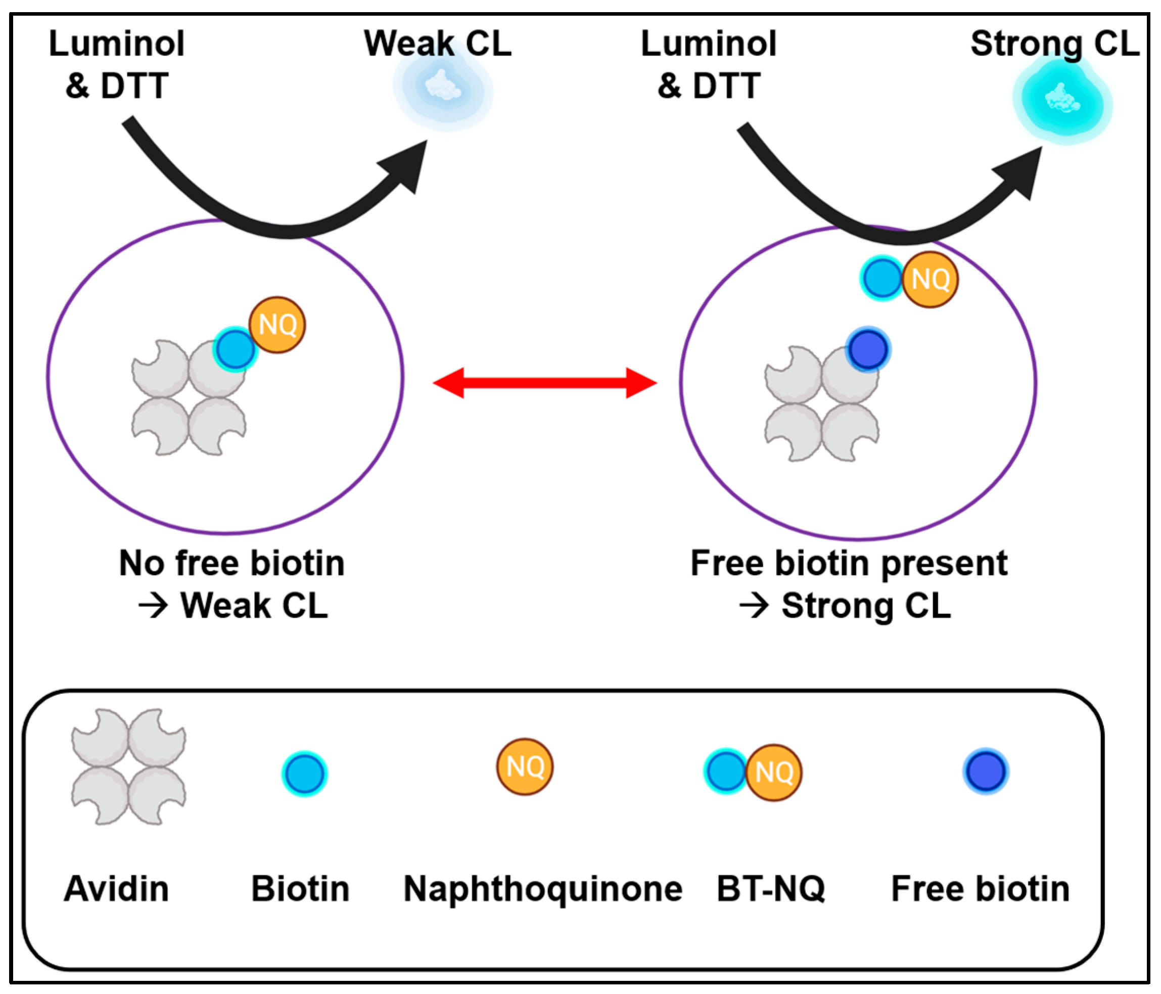Biotinylated Quinone as a Chemiluminescence Sensor for Biotin-Avidin ...