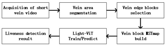 A Finger Vein Liveness Detection System Based on Multi-Scale Spatial-Temporal Map and Light-ViT ...