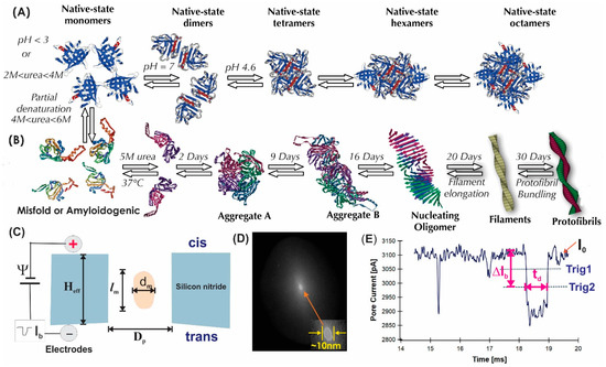 Aggregation and Oligomerization Characterization of ß-Lactoglobulin ...