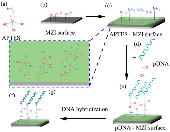Label-Free DNA Hybridization Detection Using a Highly Sensitive Fiber ...