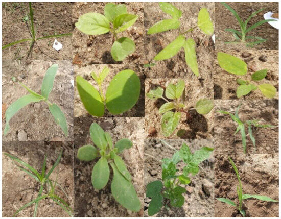 Evaluation of Inference Performance of Deep Learning Models for Real ...