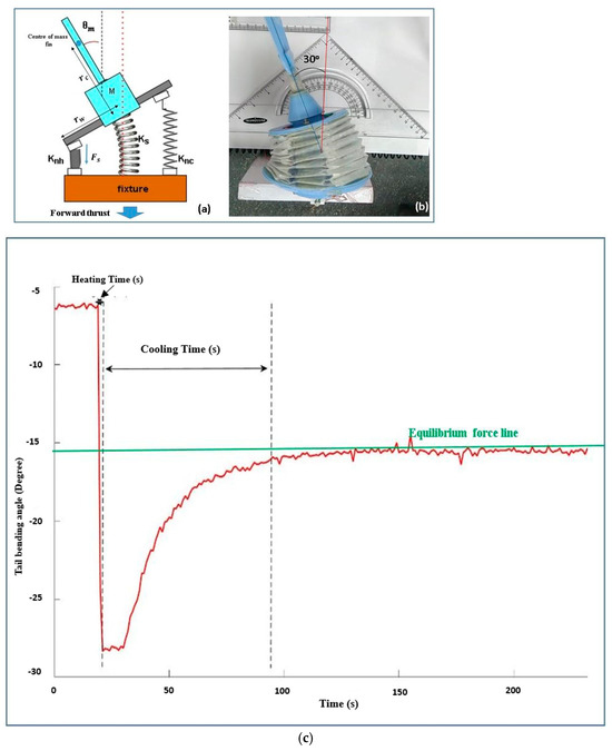 Design of a Shape-Memory-Alloy-Based Carangiform Robotic Fishtail with ...
