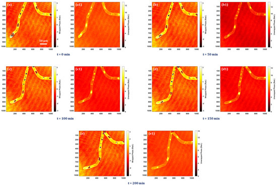 Live Cell Imaging by Single-Shot Common-Path Wide Field-of-View ...