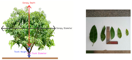 A Tree Attenuation Factor Model for a Low-Power Wide-Area Network in a ...
