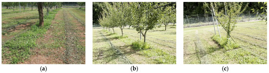Intrarow Uncut Weed Detection Using You-Only-Look-Once Instance Segmentation for Orchard Plantations