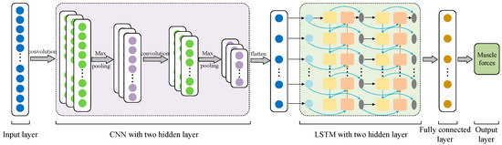 Estimation of Muscle Forces of Lower Limbs Based on CNN–LSTM Neural ...
