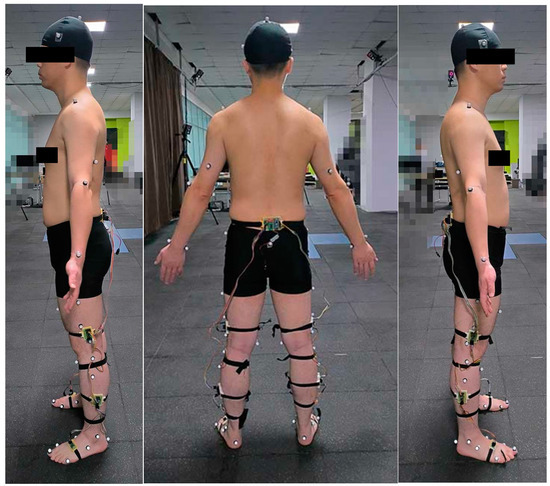 Estimation of Muscle Forces of Lower Limbs Based on CNN–LSTM Neural ...