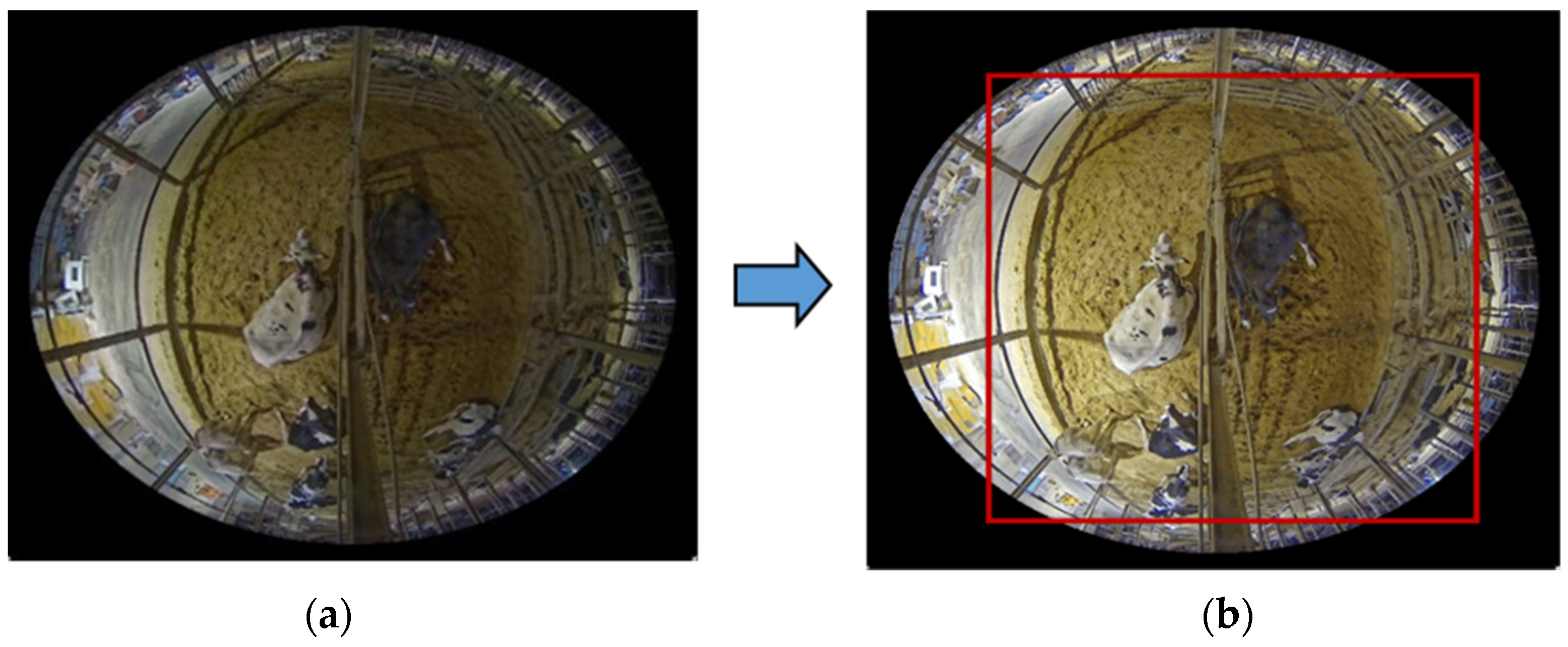 Sensors | Free Full-Text | Customized Tracking Algorithm for Robust Cattle Detection and ...