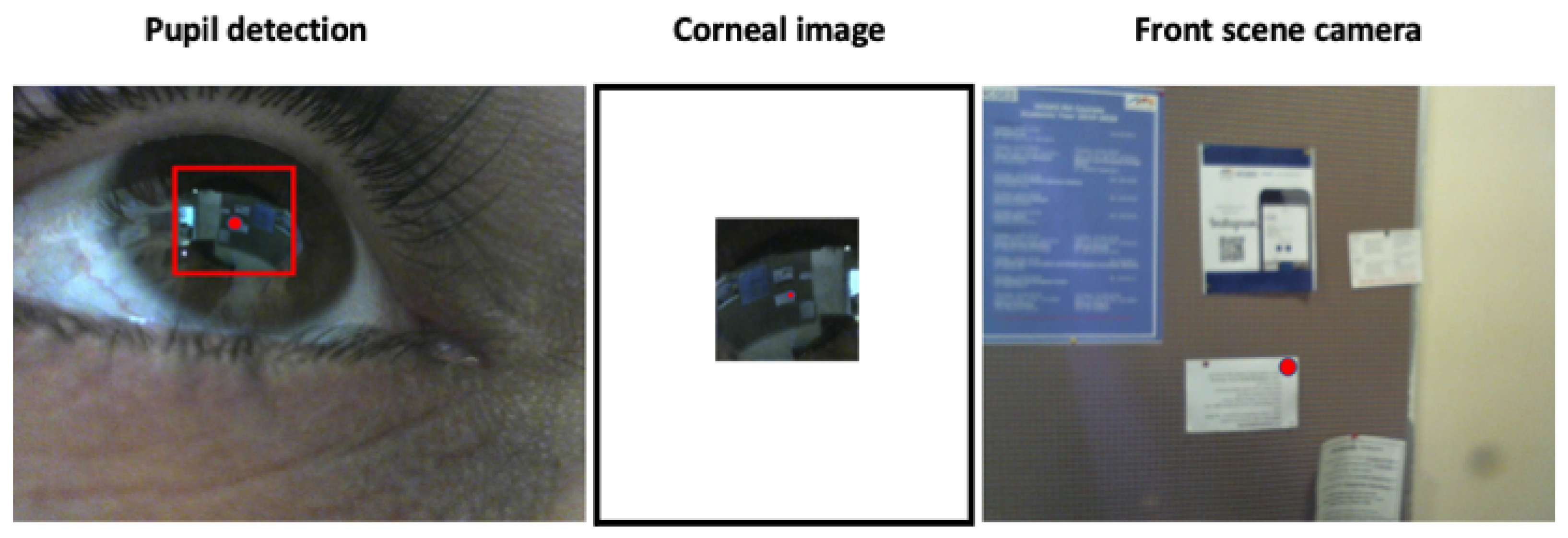 Calibration-Free Mobile Eye-Tracking Using Corneal Imaging