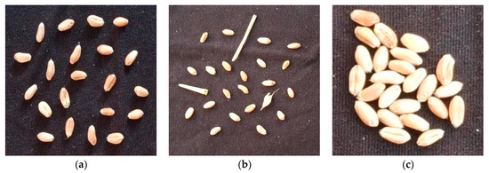 Wheat Seed Detection and Counting Method Based on Improved YOLOv8 Model