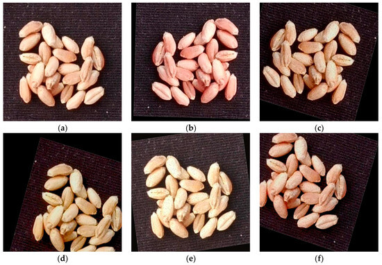 Wheat Seed Detection and Counting Method Based on Improved YOLOv8 Model