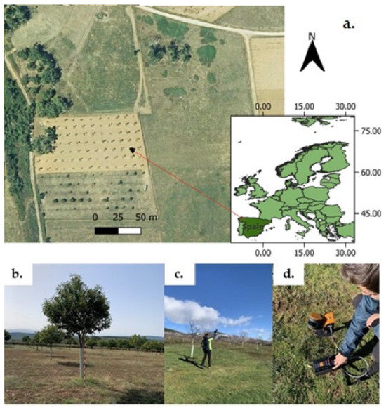 A Handheld Laser-Scanning-Based Methodology for Monitoring Tree Growth ...