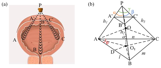 A Novel Three-Point Localization Method for Bladder Volume Estimation