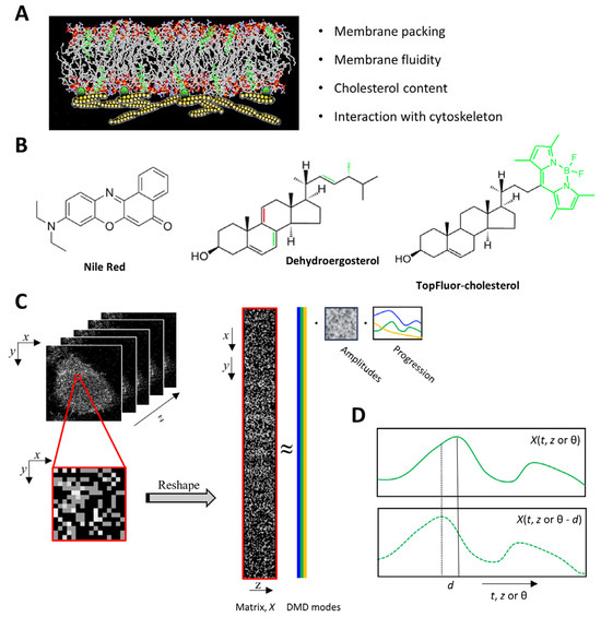 Dynamic Mode Decomposition of Multiphoton and Stimulated Emission Depletion Microscopy Data for ...