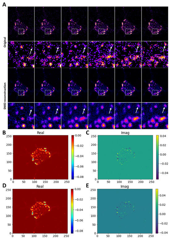 Dynamic Mode Decomposition of Multiphoton and Stimulated Emission Depletion Microscopy Data for ...