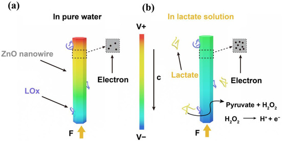 A Self-Powered Lactate Sensor Based on the Piezoelectric Effect for ...