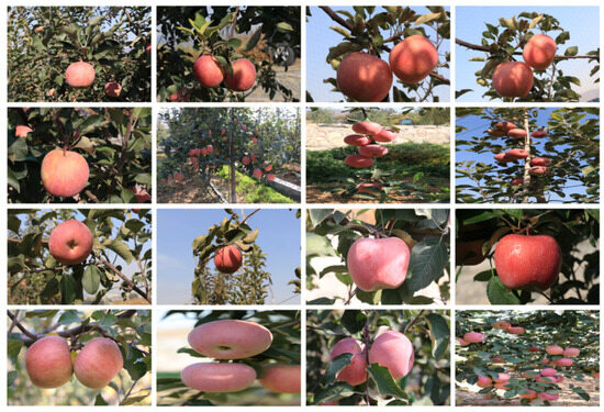 Sensors | Free Full-Text | Apple Fruit Edge Detection Model Using a Rough Set and Convolutional ...