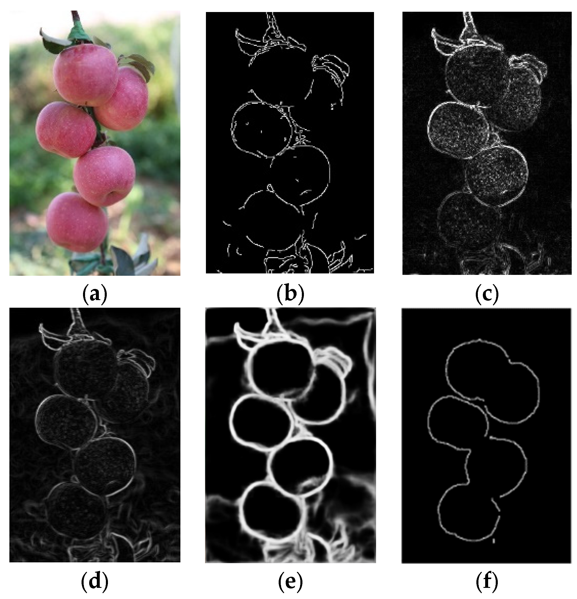 Sensors | Free Full-Text | Apple Fruit Edge Detection Model Using a Rough Set and Convolutional ...