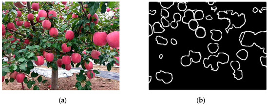 Sensors | Free Full-Text | Apple Fruit Edge Detection Model Using a Rough Set and Convolutional ...