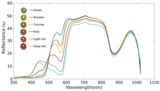 Evaluation of Color and Pigment Changes in Tomato after 1 ...