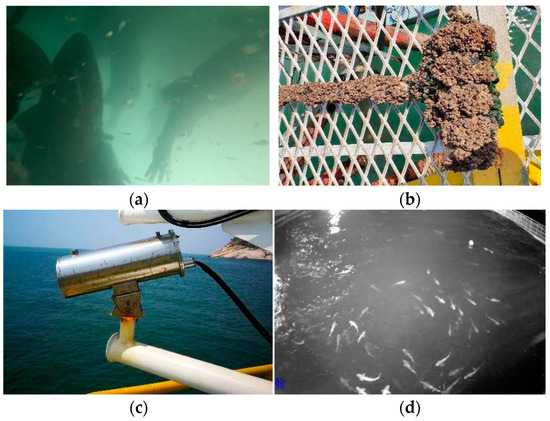 Deep Learning-Based Fish Detection Using Above-Water Infrared Camera ...