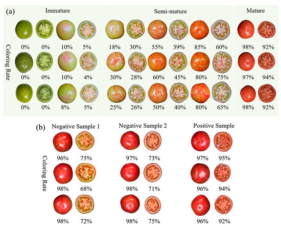 Sensors | Free Full-Text | Development of Multimodal Fusion Technology for Tomato Maturity ...