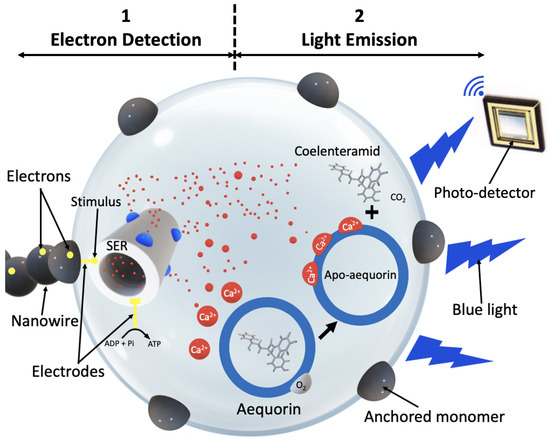 Design of Bio-Optical Transceiver for In Vivo Biomedical Sensor ...