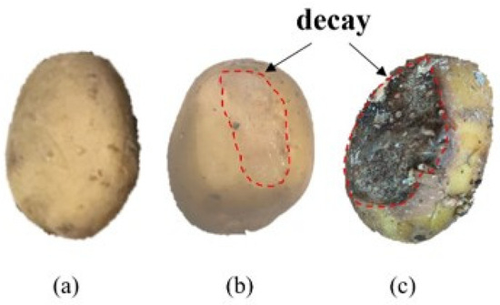 Early Identification of Rotten Potatoes Using an Electronic Nose Based ...