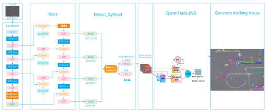 Sensors | Free Full-Text | Sperm YOLOv8E-TrackEVD: A Novel Approach for Sperm Detection and Tracking