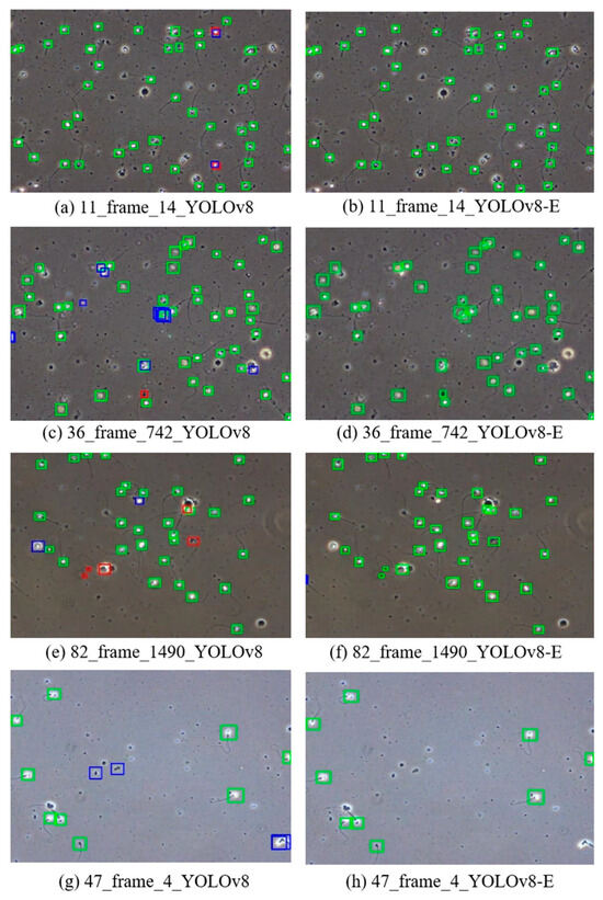 Sperm YOLOv8E-TrackEVD: A Novel Approach for Sperm Detection and Tracking