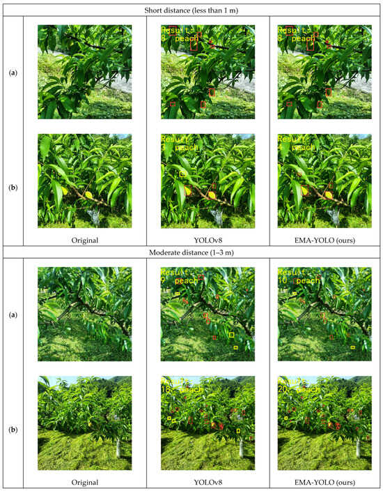 EMA-YOLO: A Novel Target-Detection Algorithm for Immature Yellow Peach ...