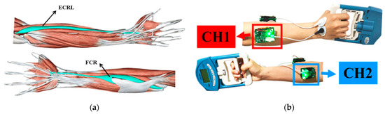 A Surface Electromyography (sEMG) System Applied for Grip Force Monitoring