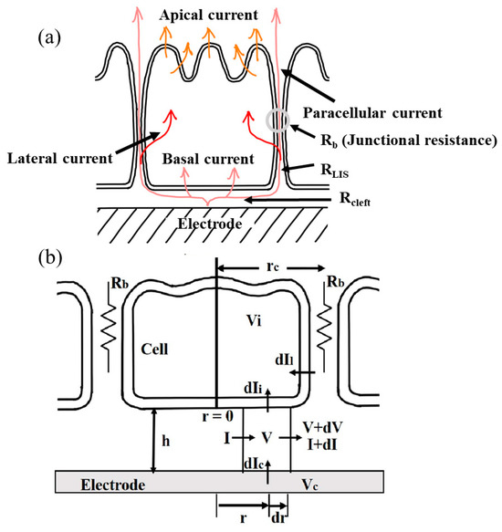 Cell–Electrode Models for Impedance Analysis of Epithelial and ...