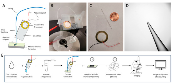 Sensors | Free Full-Text | Nucleic Acid Target Sensing Using a Vibrating Sharp-Tip Capillary and ...