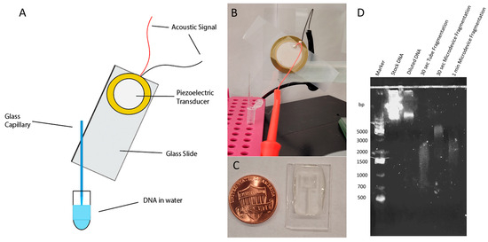 Sensors | Free Full-Text | Nucleic Acid Target Sensing Using a Vibrating Sharp-Tip Capillary and ...