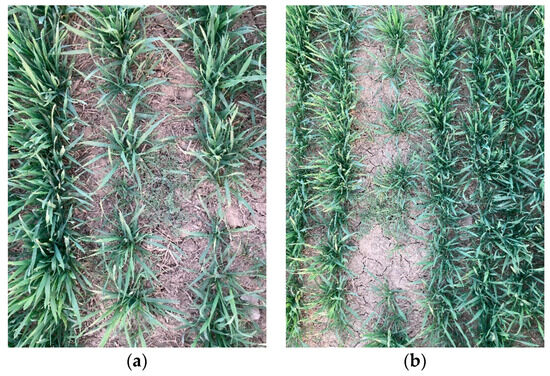 YOLOv8 Model for Weed Detection in Wheat Fields Based on a Visual ...