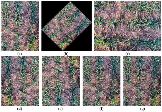 YOLOv8 Model for Weed Detection in Wheat Fields Based on a Visual Converter and Multi-Scale ...