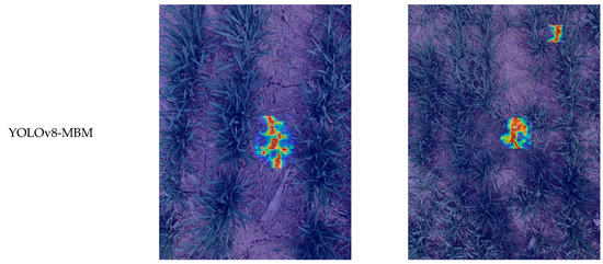 YOLOv8 Model for Weed Detection in Wheat Fields Based on a Visual Converter and Multi-Scale ...
