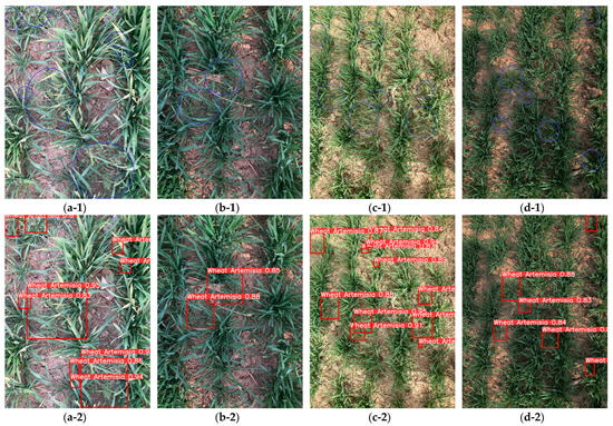 YOLOv8 Model for Weed Detection in Wheat Fields Based on a Visual Converter and Multi-Scale ...