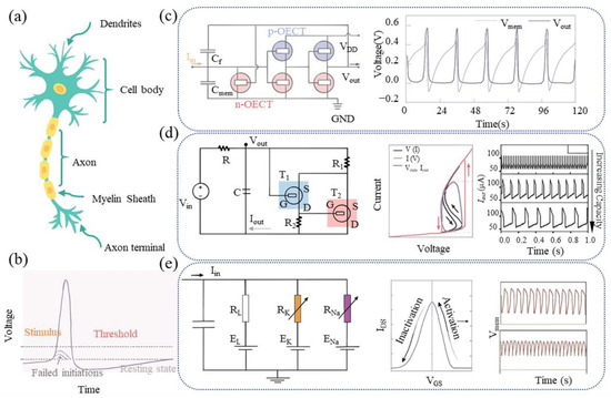 Biomimetic Neuromorphic Sensory System via Electrolyte Gated Transistors