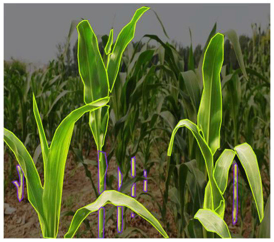 Sensors | Free Full-Text | Research on Corn Leaf and Stalk Recognition and Ranging Technology ...