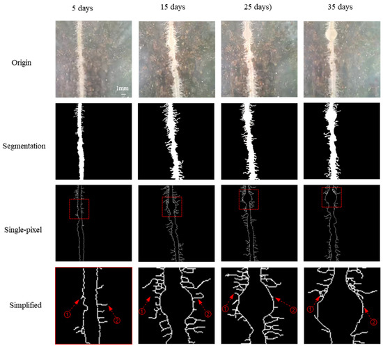 Characterization of Root Hair Curling and Nodule Development in Soybean ...