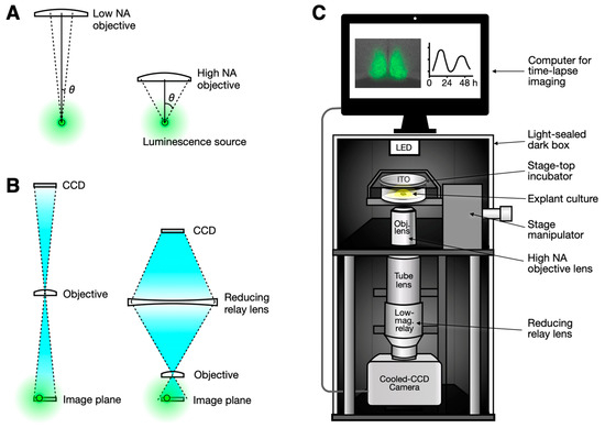 Enhancing Bioluminescence Imaging of Cultured Tissue Explants Using ...