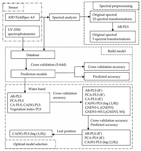Hyperspectral Prediction Models of Chlorophyll Content in Paulownia Leaves under Drought Stress