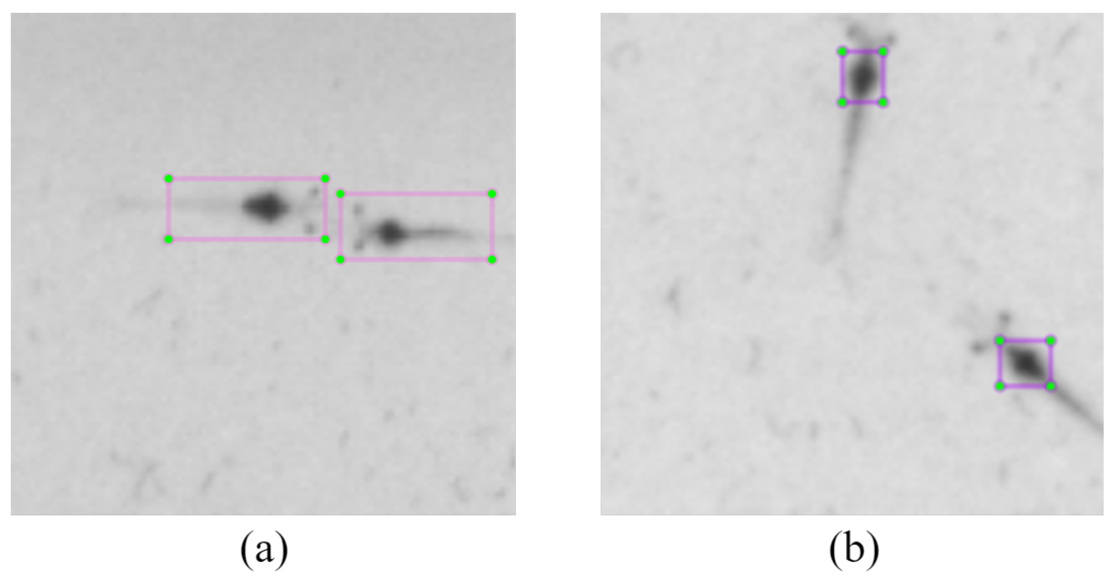Shrimp Larvae Counting Based on Improved YOLOv5 Model with Regional Segmentation